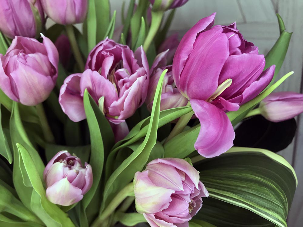 Princess Aurora Flower Arrangement | 50 Pink Tulips by Lia’s Flowers ...